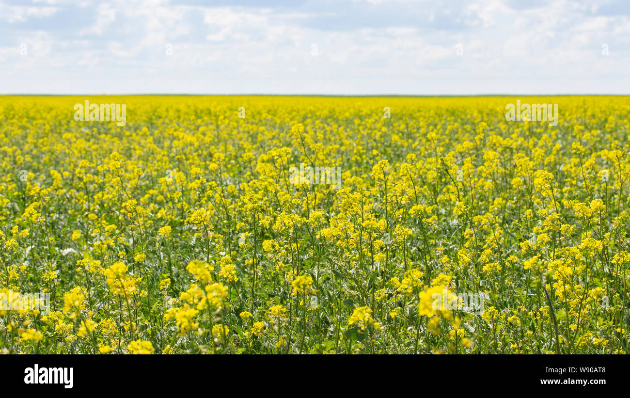 Blooming canola field, background wallpaper banner landscape panorama ...