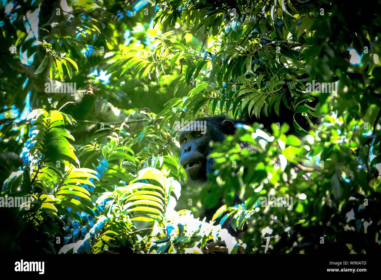 Monkey in the middle hi-res stock photography and images - Alamy