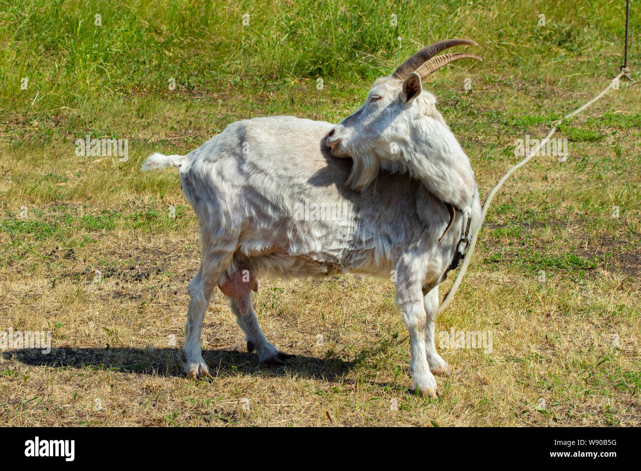 A white goat is scratching its side, biting insects in its fur ...