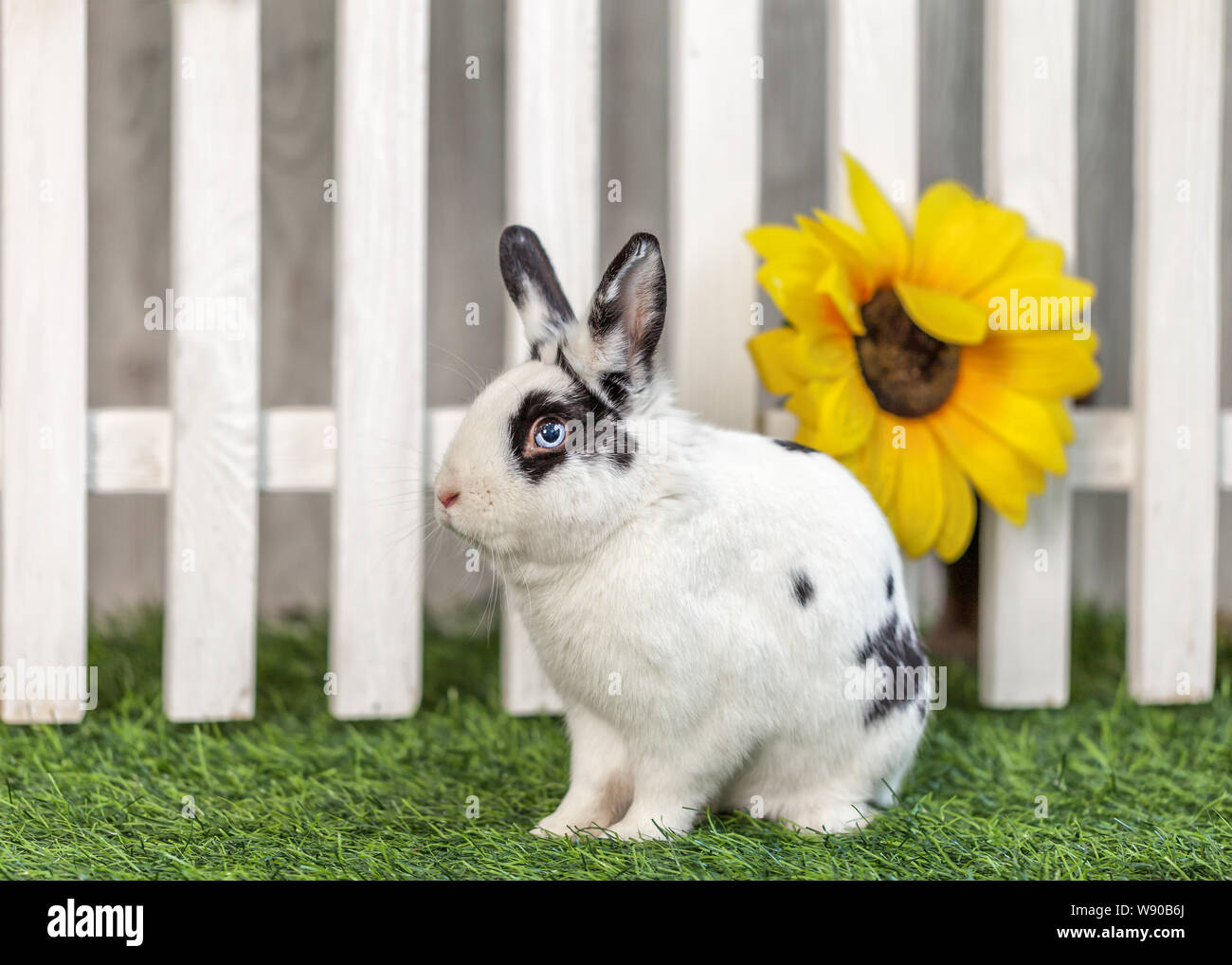 Rabbit sitting up on the hind legs hi-res stock photography and images ...