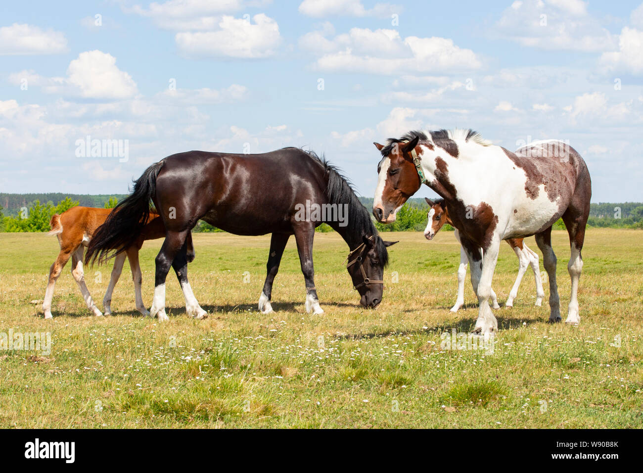 A pair of horses with foals. Beautiful horses with cubs graze on a ...