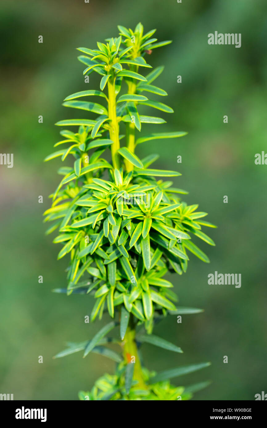 Yew horizontalis hi-res stock photography and images - Alamy