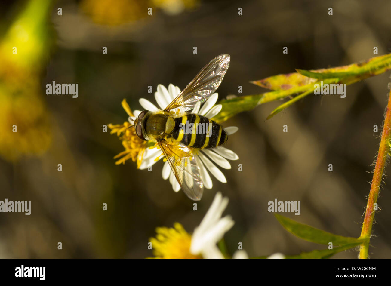 flower fly on the white daisy Stock Photo - Alamy