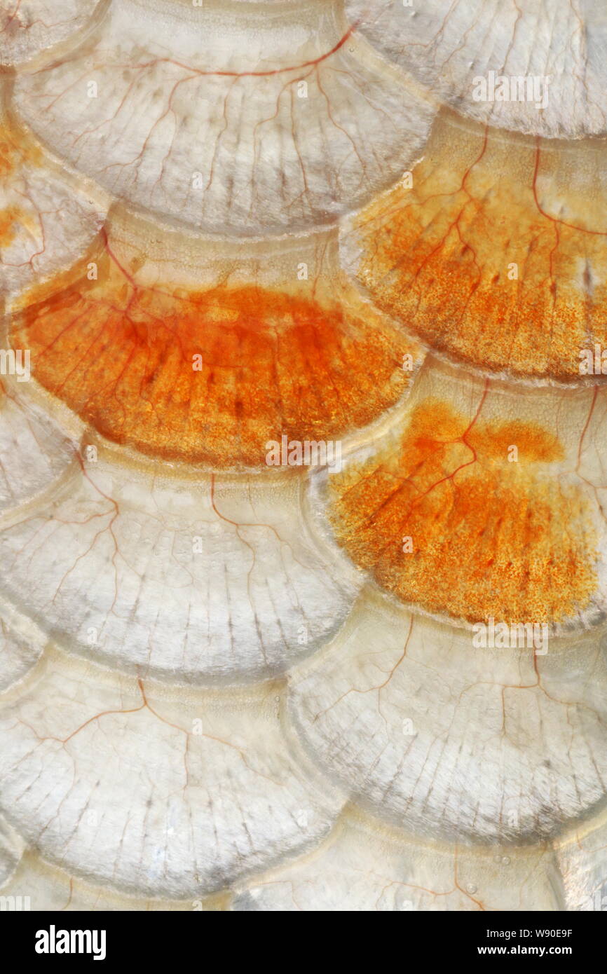 Fish Scales Stock Photos & Fish Scales Stock Images - Alamy