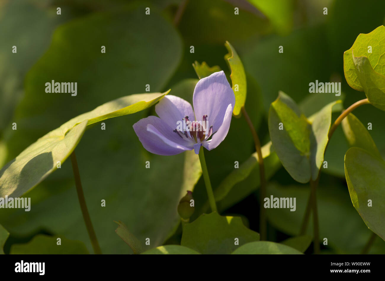 violet flower, Chinese Twinleaf Stock Photo - Alamy