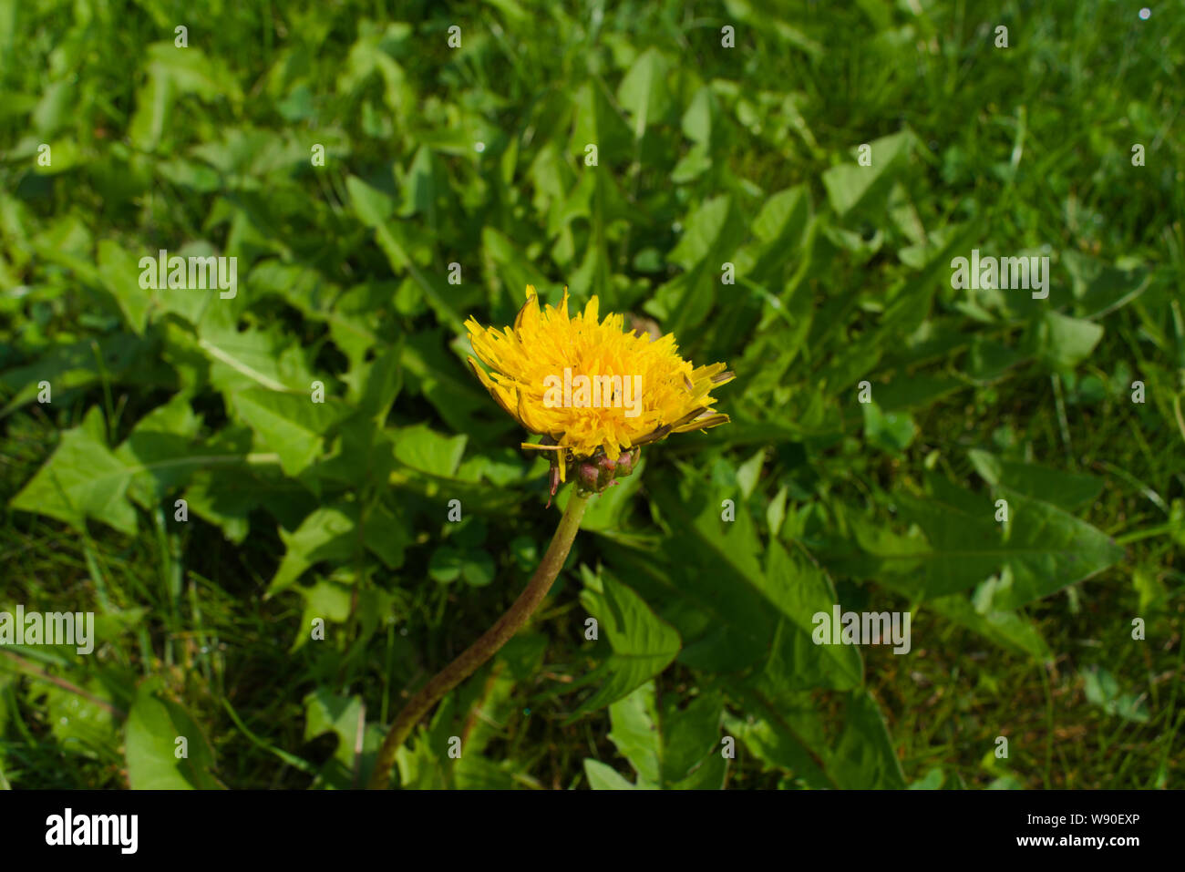 A dandelion on a patch of grass surrounded by many leaves Stock Photo ...