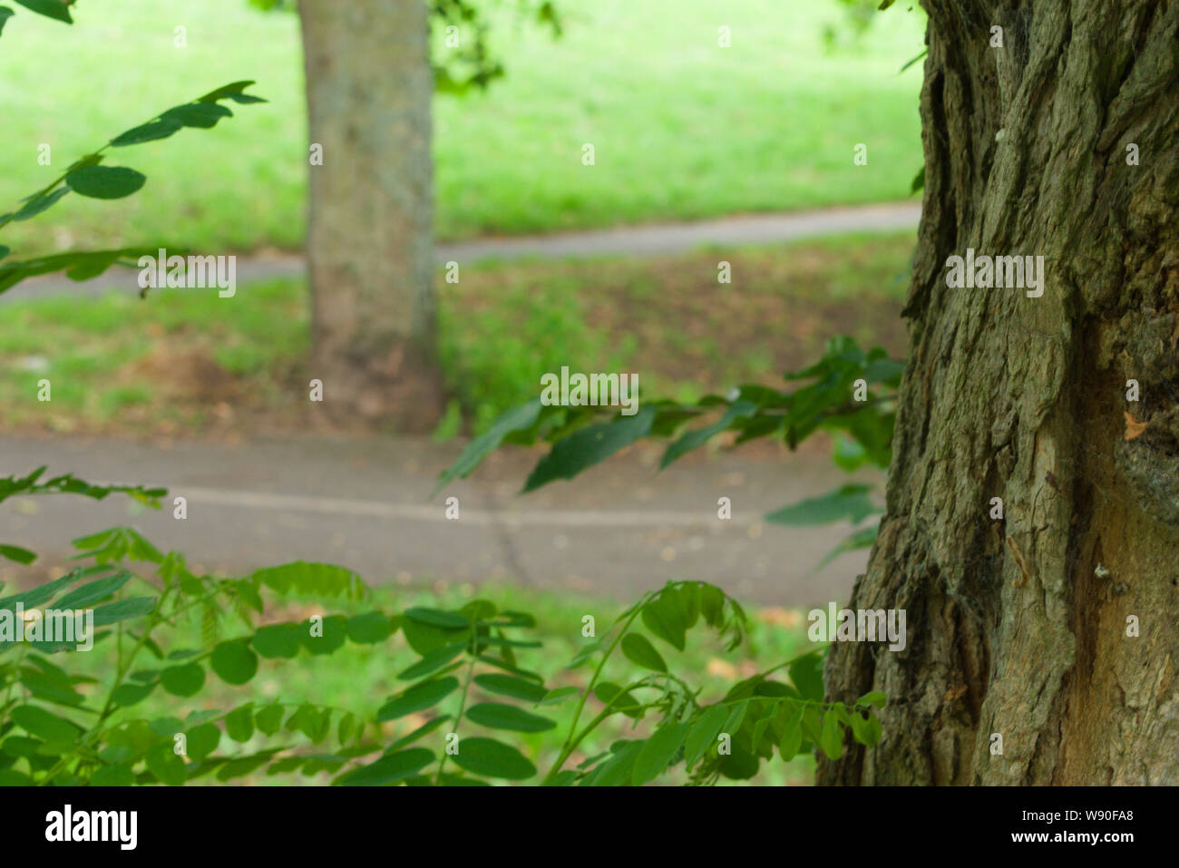 Behind a tree and bushes looking at a forked path around its own tree ...