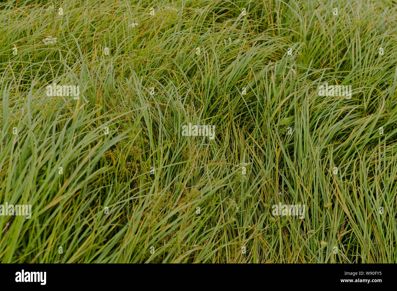 long grass closeup, green background Stock Photo - Alamy