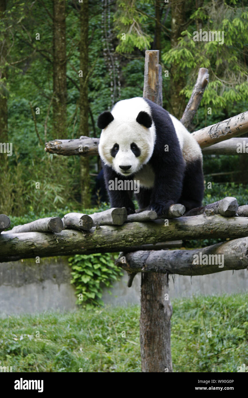 A giant panda enjoys the sunshine at China Conservation and Research ...