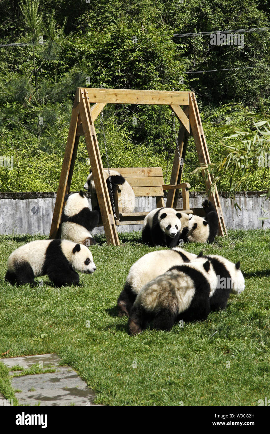 Giant pandas enjoy the sunshine at China Conservation and Research ...