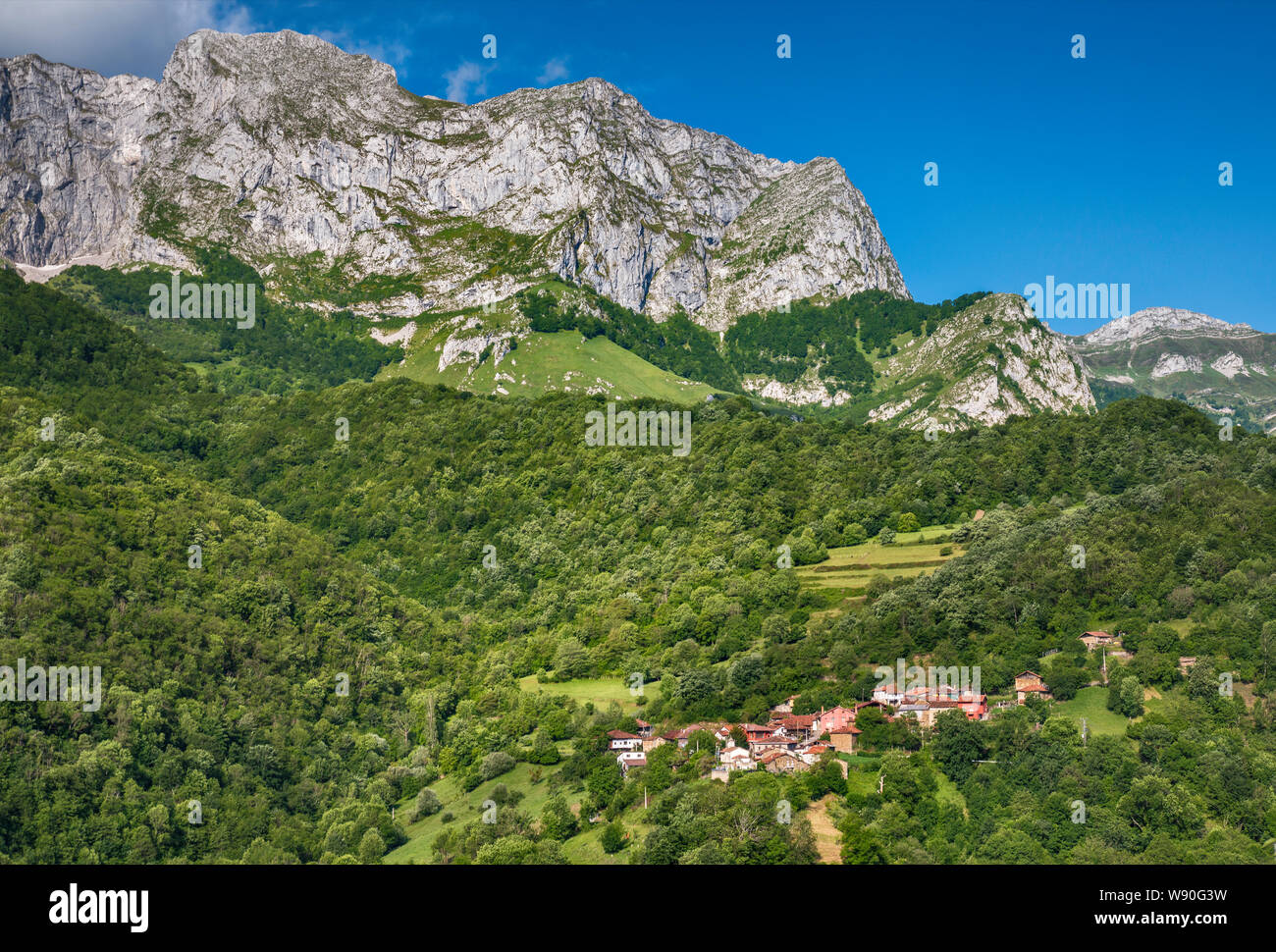 Ponga tree hi-res stock photography and images - Alamy