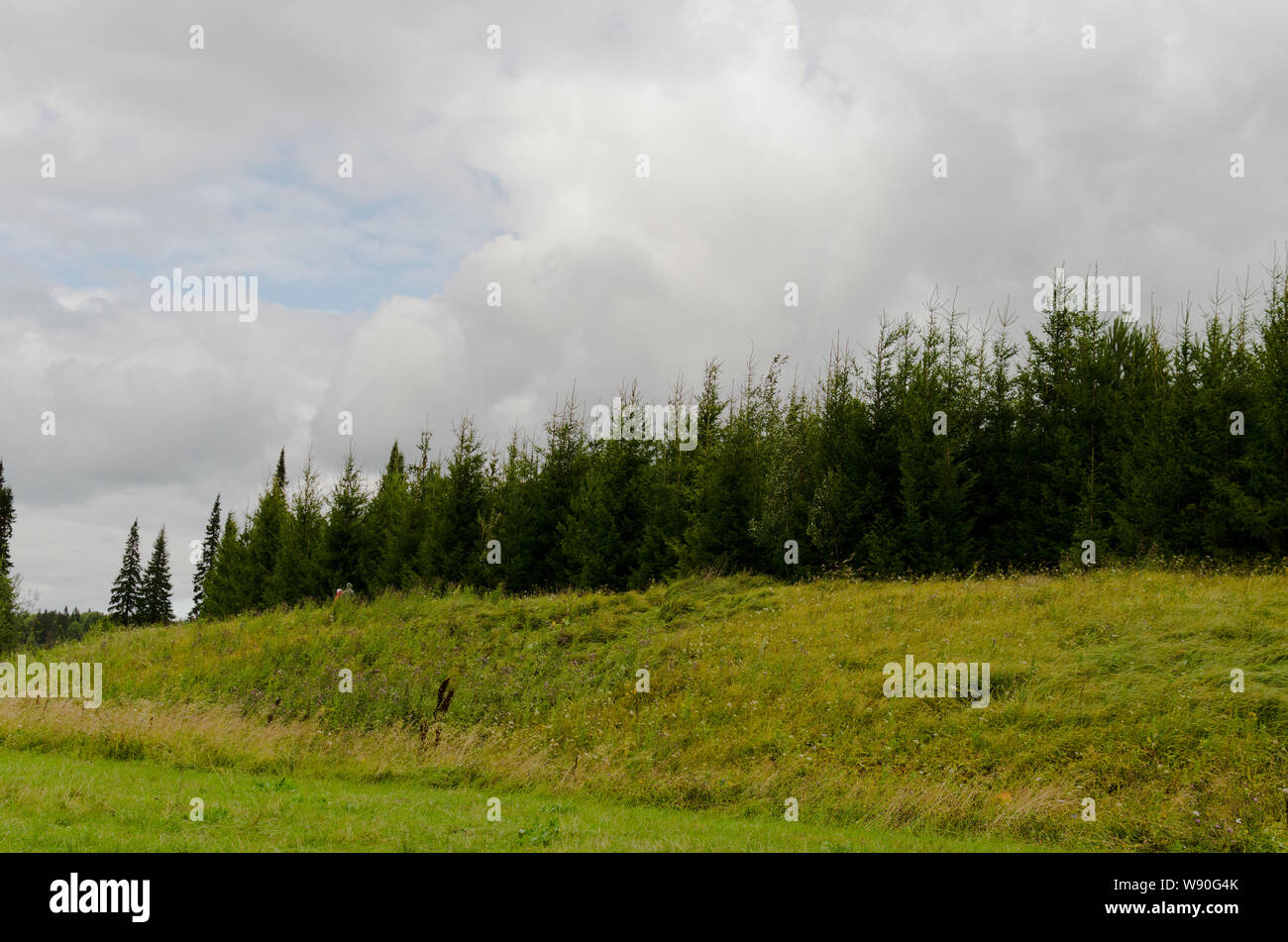 spruce grove with young trees Stock Photo - Alamy