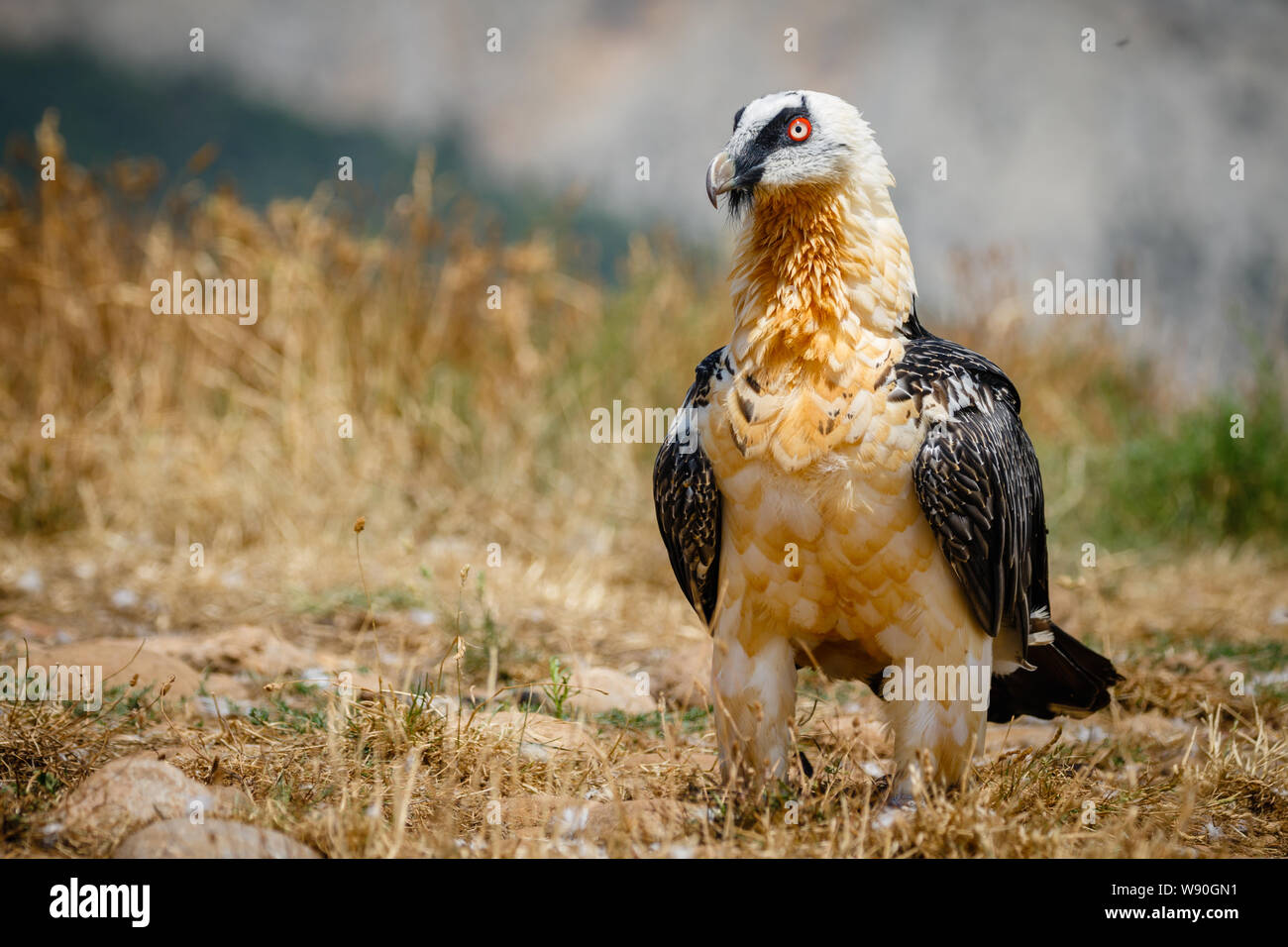 Birds of prey in spain hi-res stock photography and images - Alamy