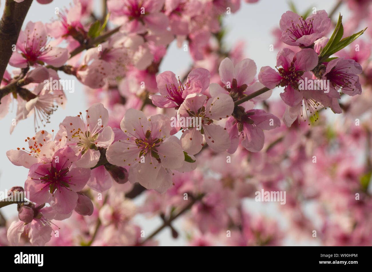 pink peach blossom in spring Stock Photo - Alamy