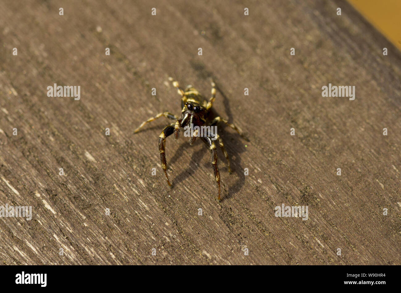 jumping spider on the wood Stock Photo - Alamy