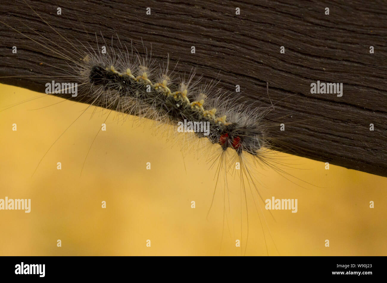 larva of butterfly - hairy caterpillar Stock Photo - Alamy