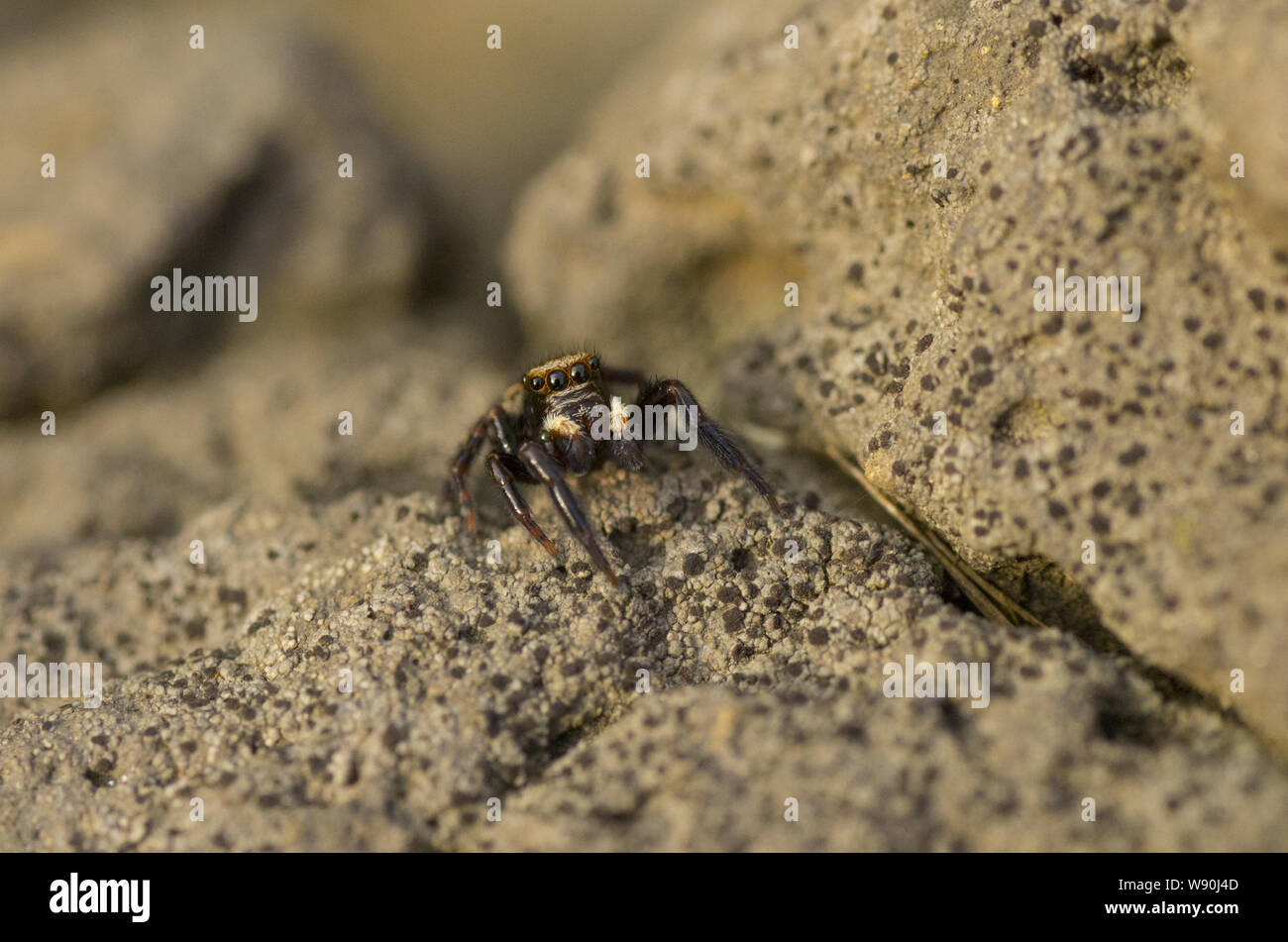 jumping spider on the stone Stock Photo - Alamy