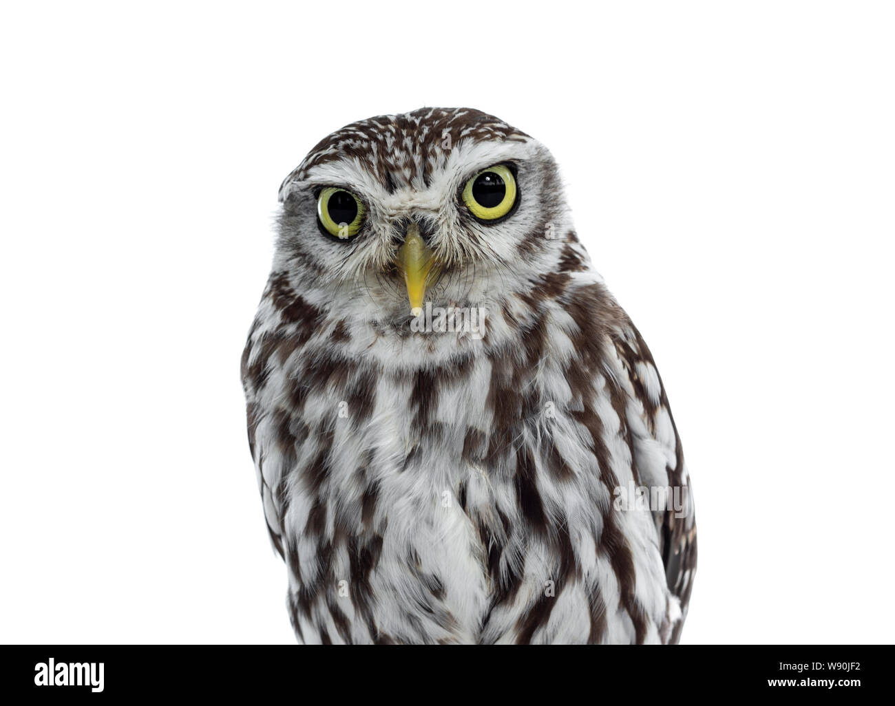 Head shot of brown white young Little Owl. Looking straight to camera ...