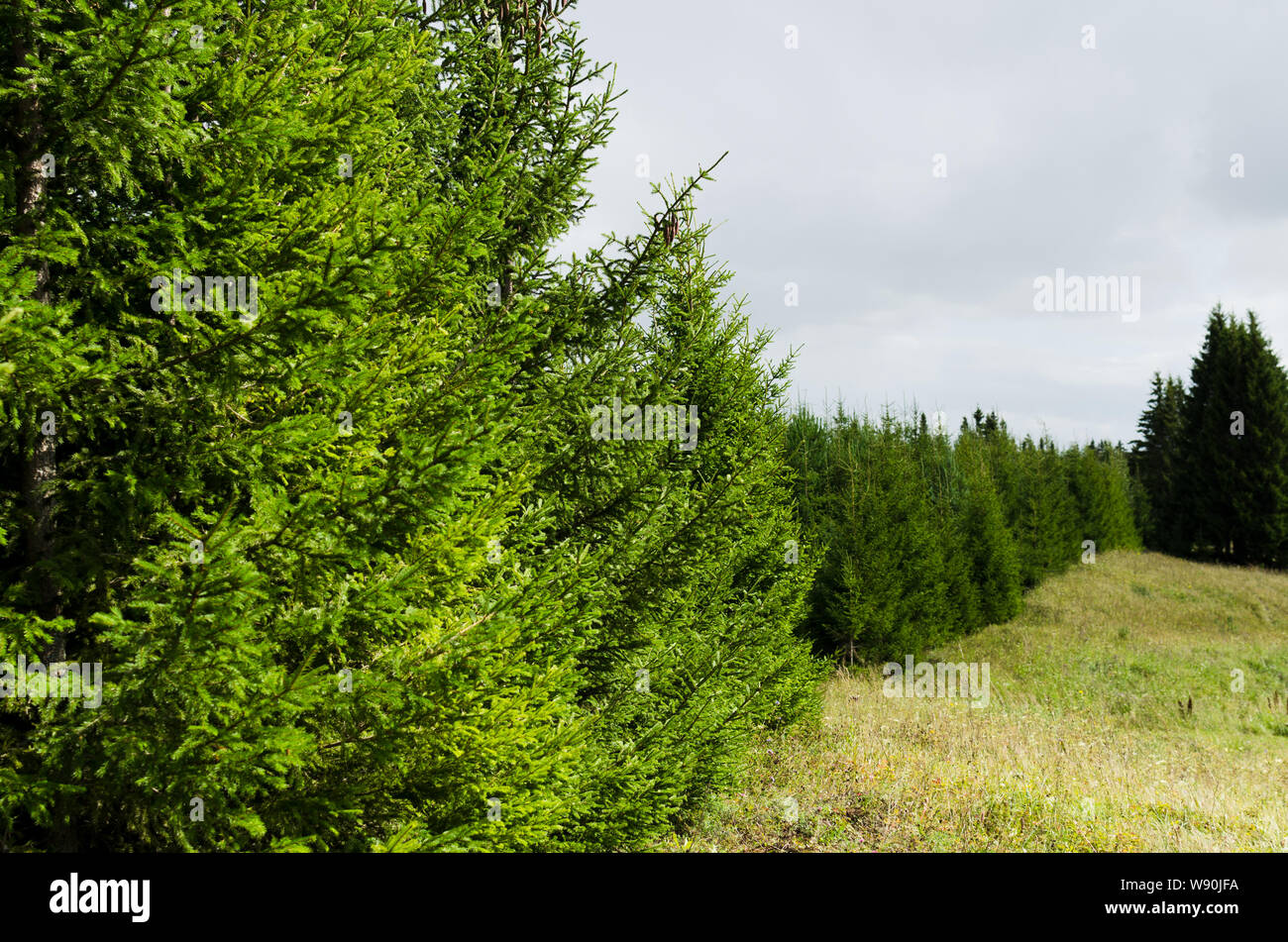 spruce grove with young trees Stock Photo - Alamy