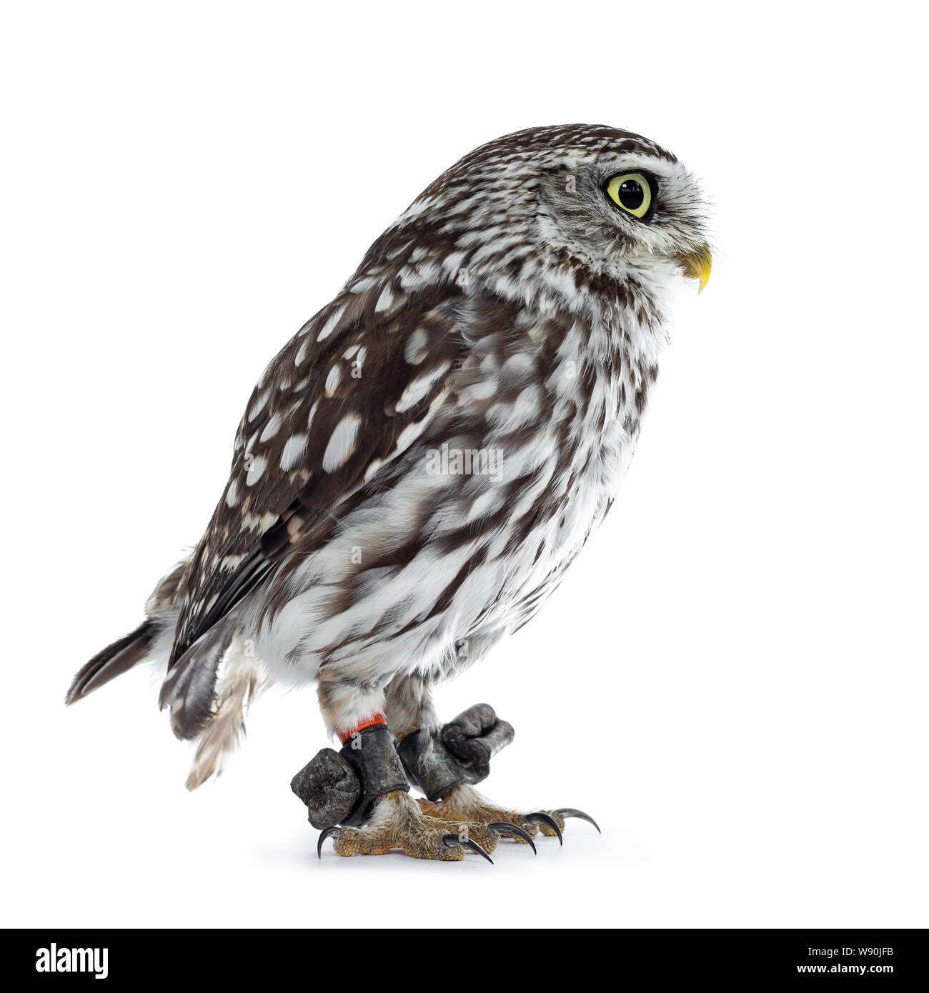 Brown white young Little Owl, standing side ways Looking straight ahead ...