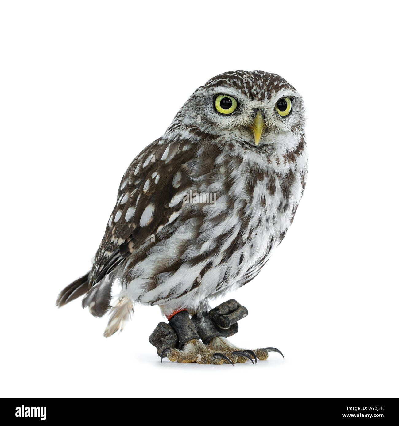 Owl body Cut Out Stock Images & Pictures - Alamy