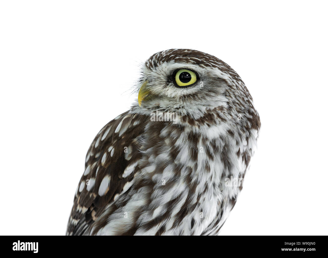 Owl eyebrows hi-res stock photography and images - Alamy