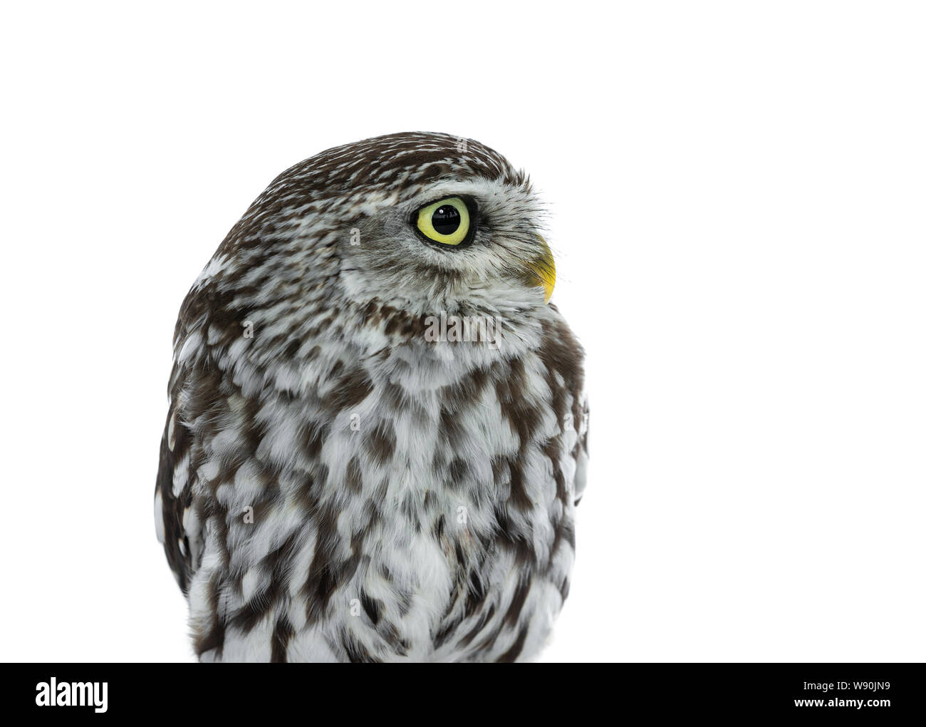 Owl eyebrows hi-res stock photography and images - Alamy