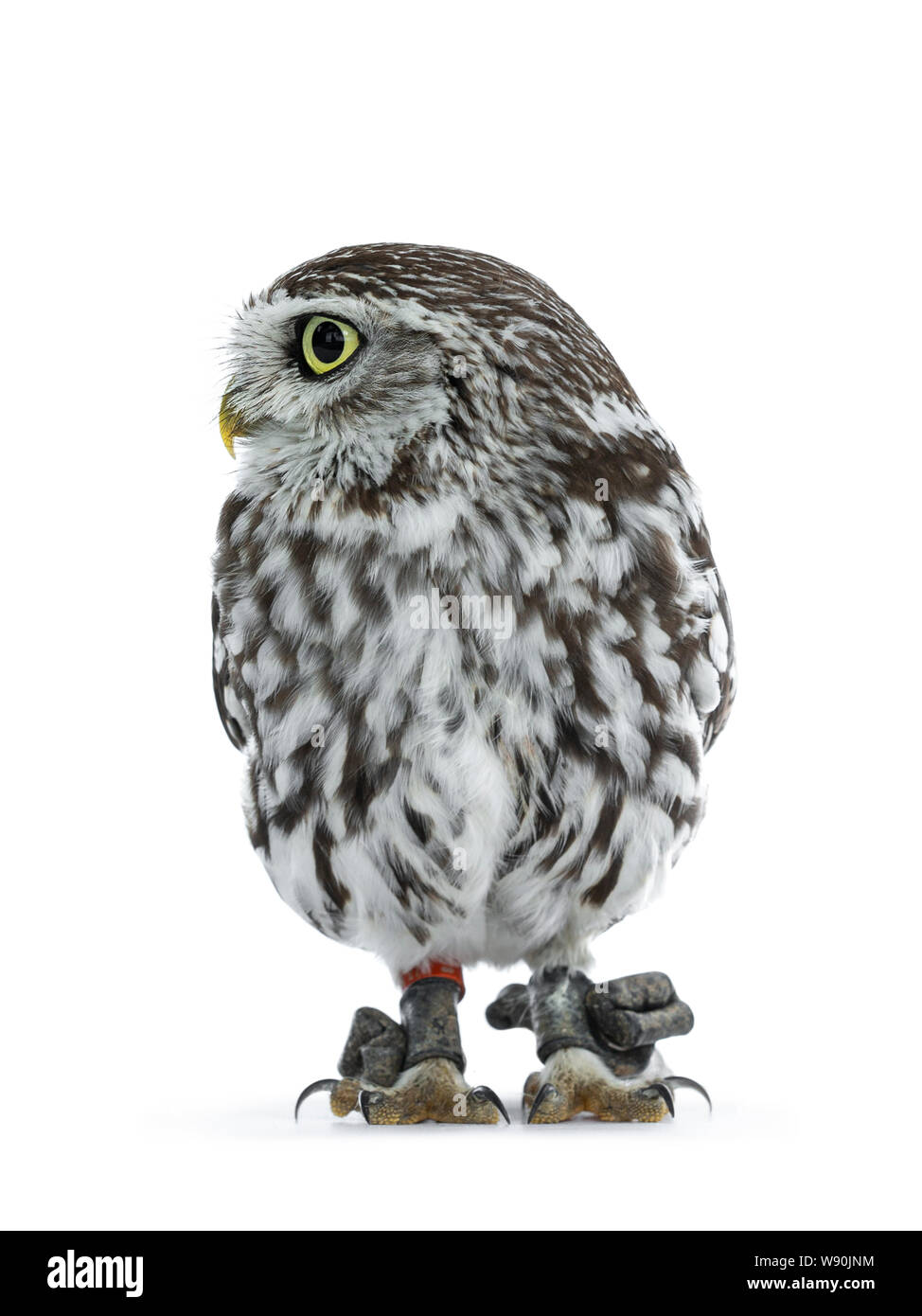 Owl eyebrows Cut Out Stock Images & Pictures - Alamy