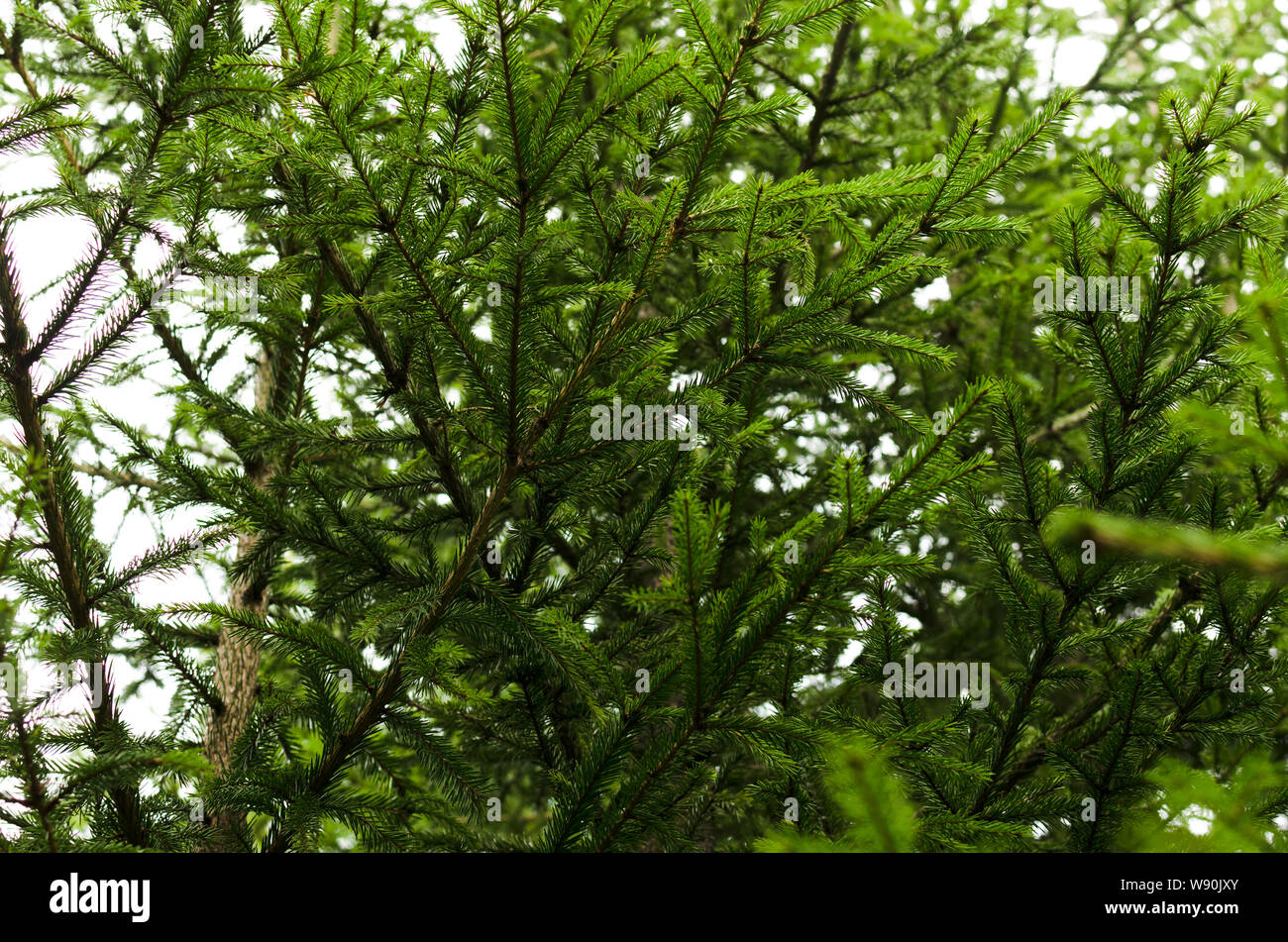 in the branches of spruce Stock Photo - Alamy