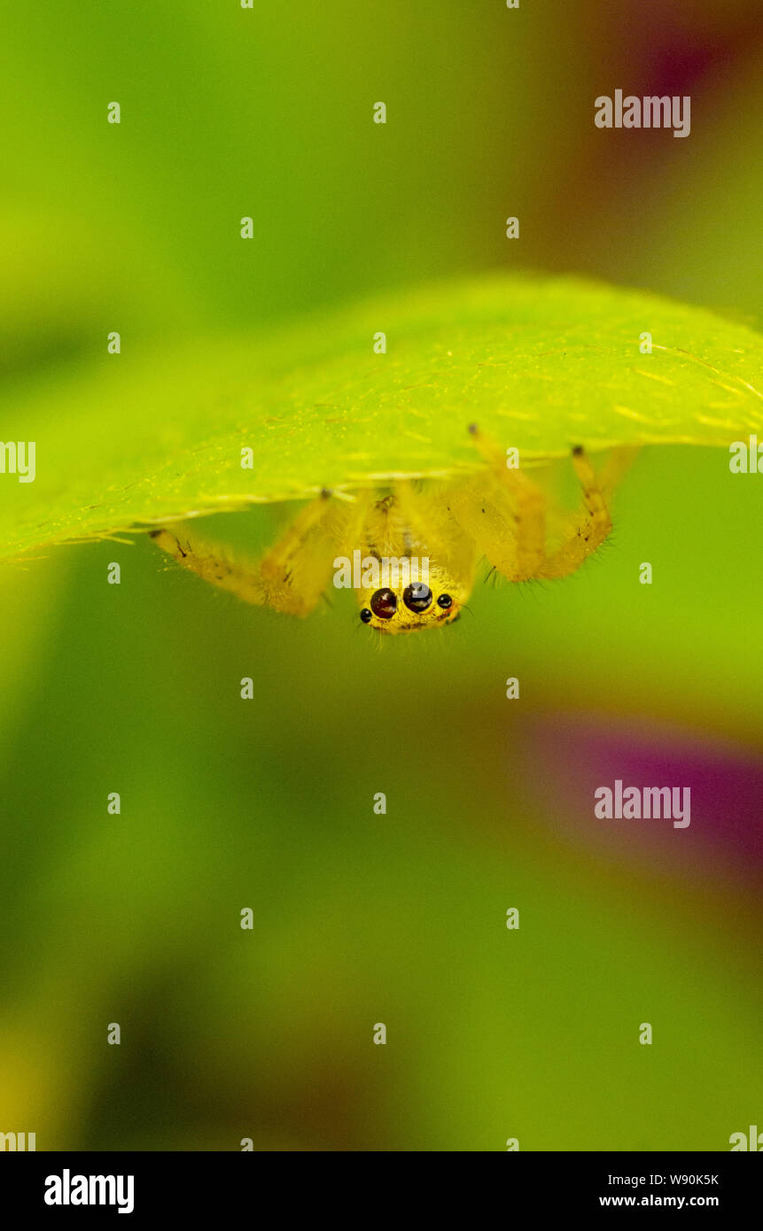 jumping spider under green leaf Stock Photo - Alamy