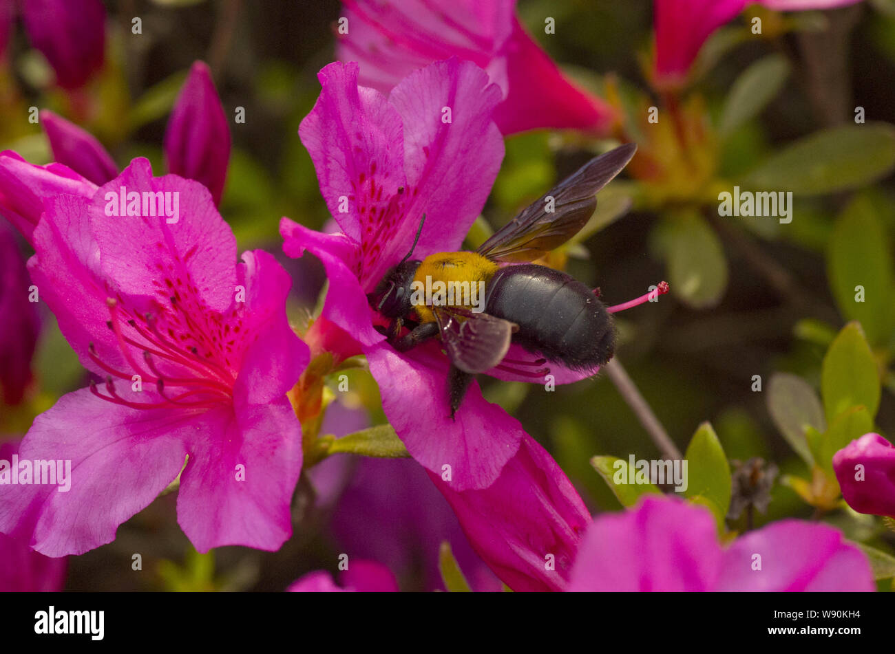 bumble bee on pink royal azalea Stock Photo - Alamy