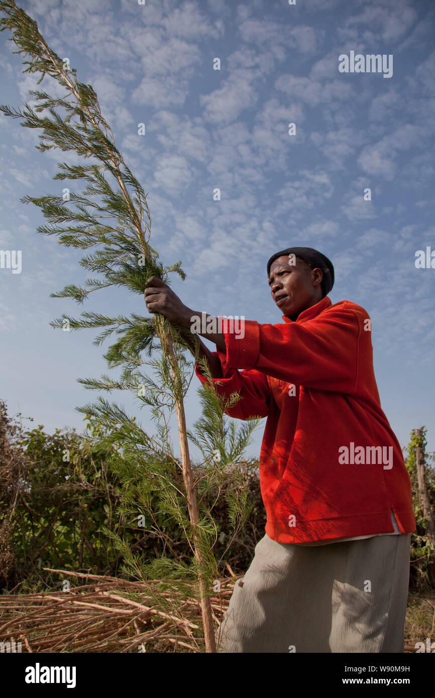 Farming and processing tea tree oil. Kenya Stock Photo - Alamy