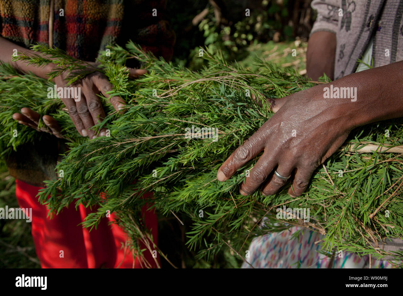 Farmers harvest and process tea tree oil for sale for export as a ...