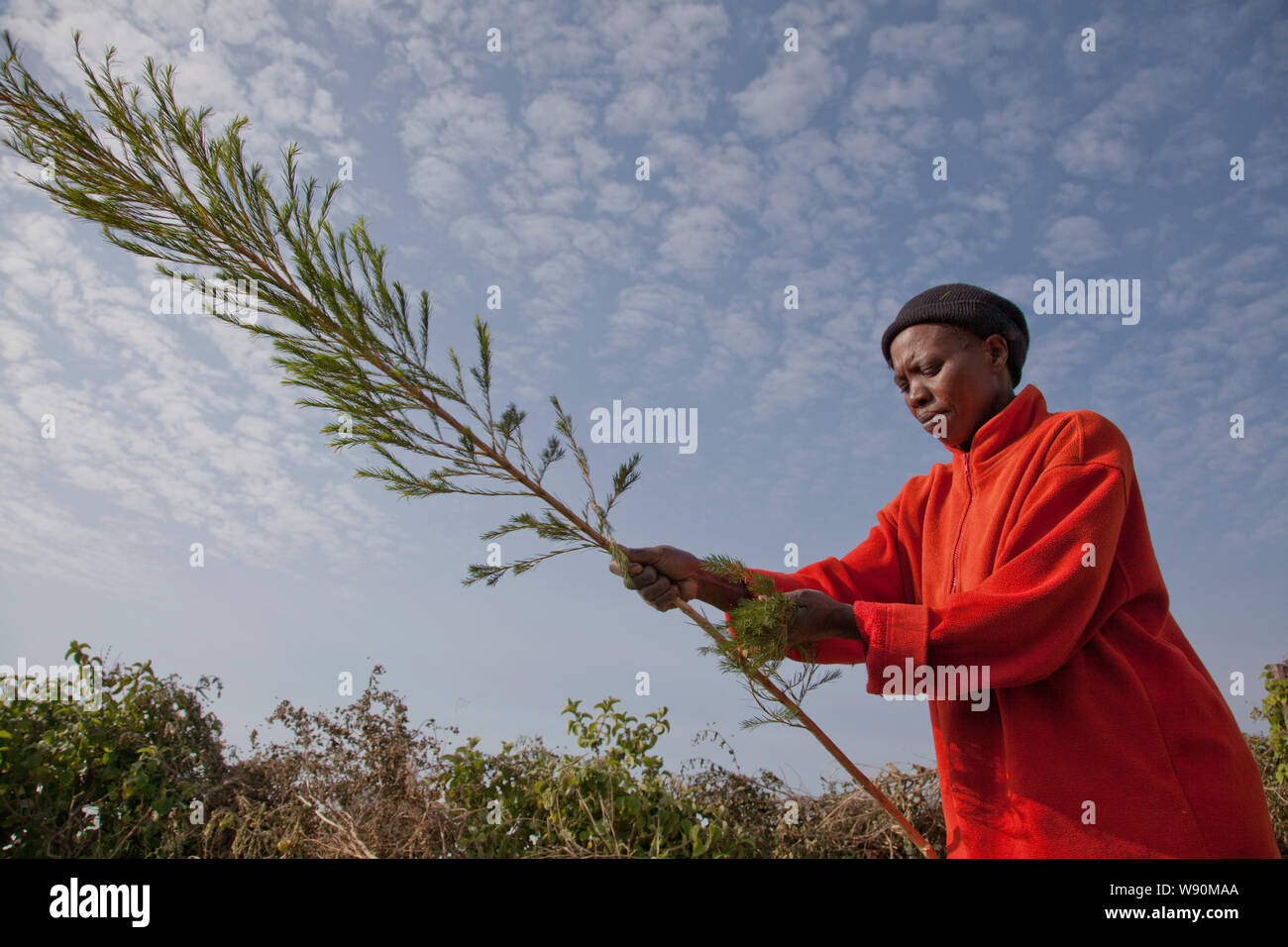 Tea tree oil farming hi-res stock photography and images - Alamy