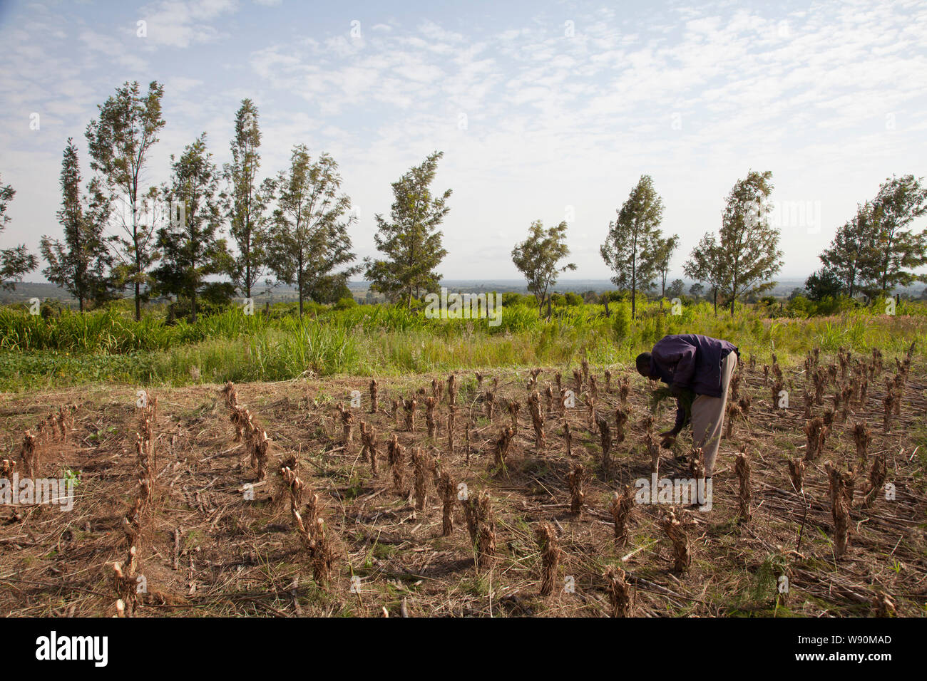 Farming and processing tea tree oil. Kenya Stock Photo - Alamy