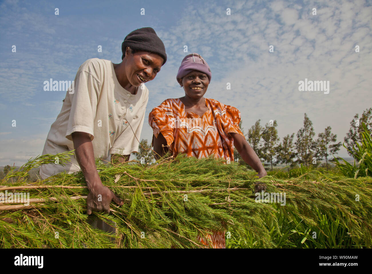 Tea Tree Oil Farming High Resolution Stock Photography and Images - Alamy