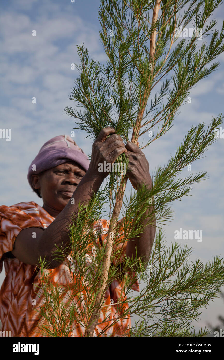Tea tree oil farming hi-res stock photography and images - Alamy
