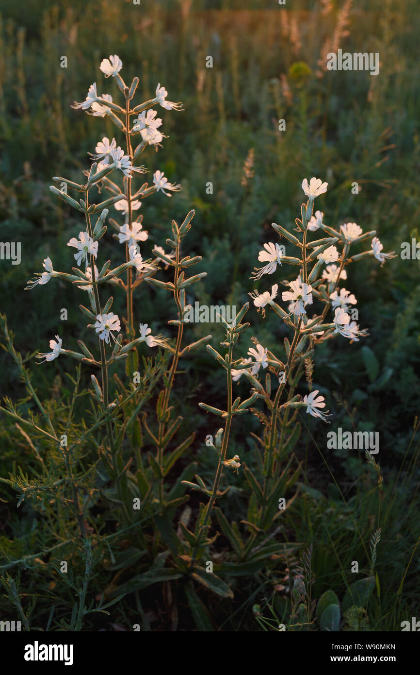 White wild plants hi-res stock photography and images - Alamy