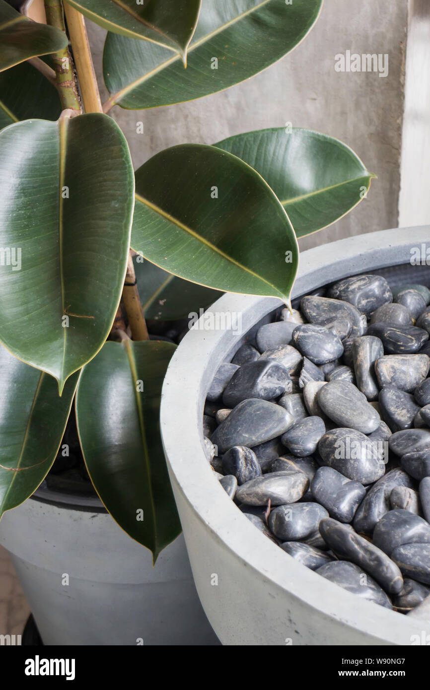Tropical green tree pot interior, stock photo Stock Photo - Alamy