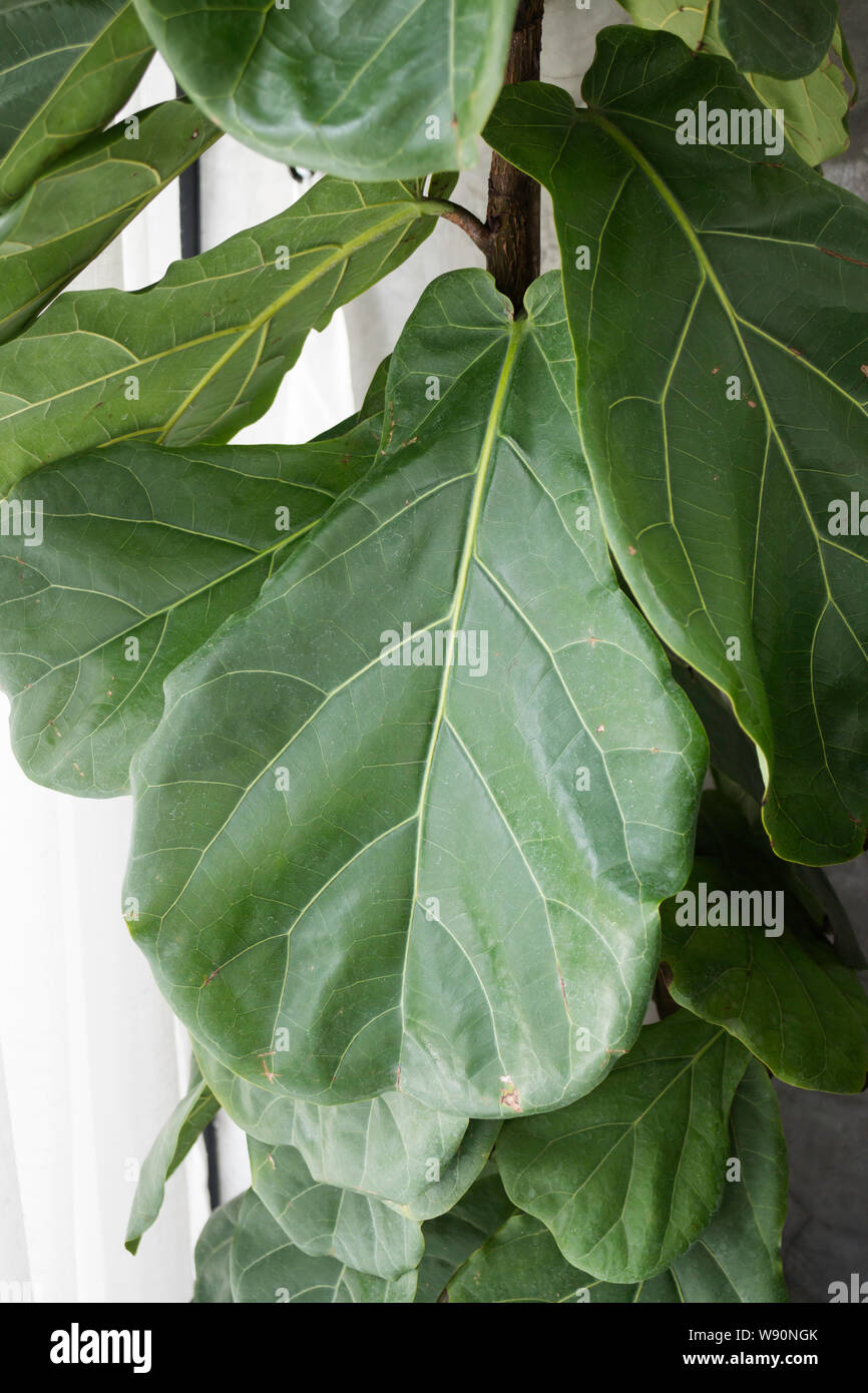 Tropical green tree pot interior, stock photo Stock Photo - Alamy