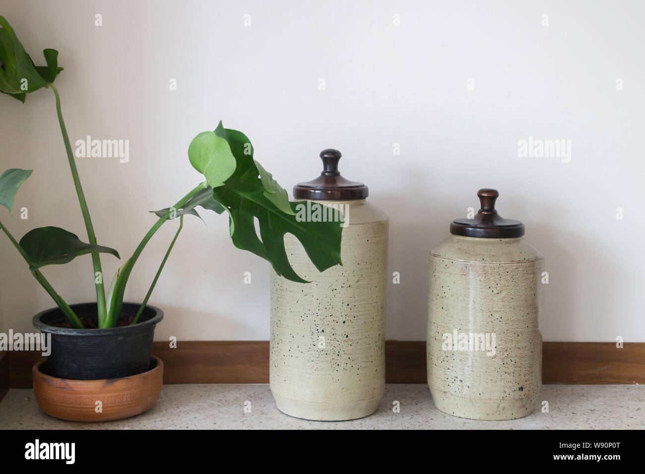 Tropical green plant pot interior, stock photo Stock Photo - Alamy