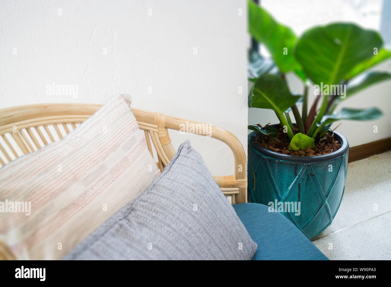 Tropical green plant pot interior, stock photo Stock Photo - Alamy