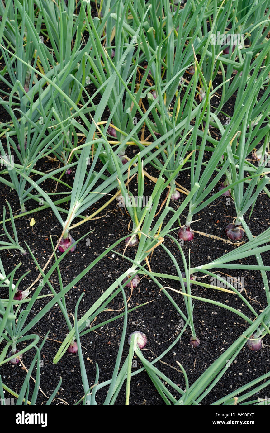Red onions in soil hi-res stock photography and images - Alamy