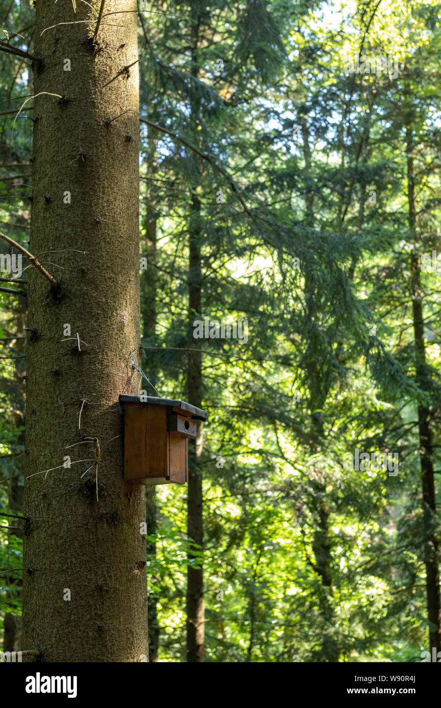A wooden nesting box attached to a tree in the black forest in summer ...