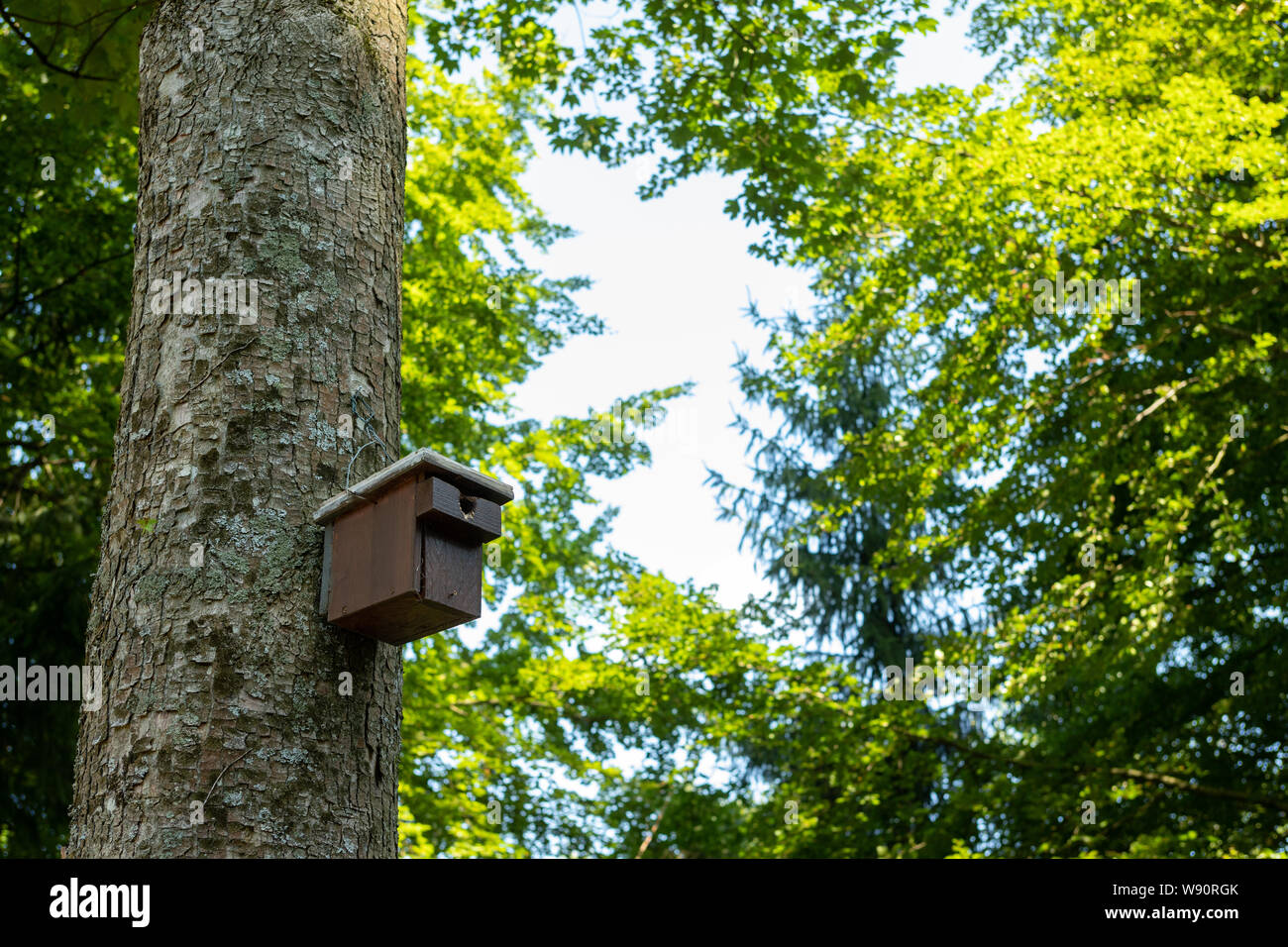 A wooden nesting box attached to a tree in the black forest in summer ...