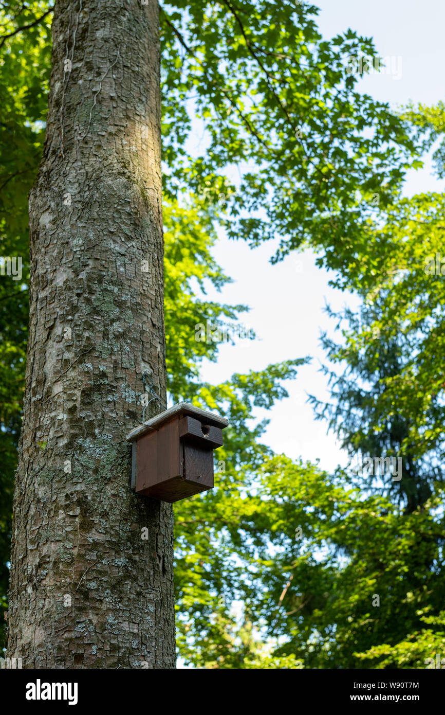 A wooden nesting box attached to a tree in the black forest in summer ...