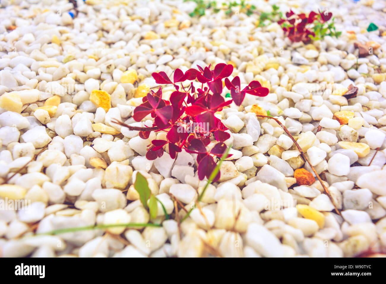 Pebbles gravel with white, yellow, blue small natural stone rubble with ...