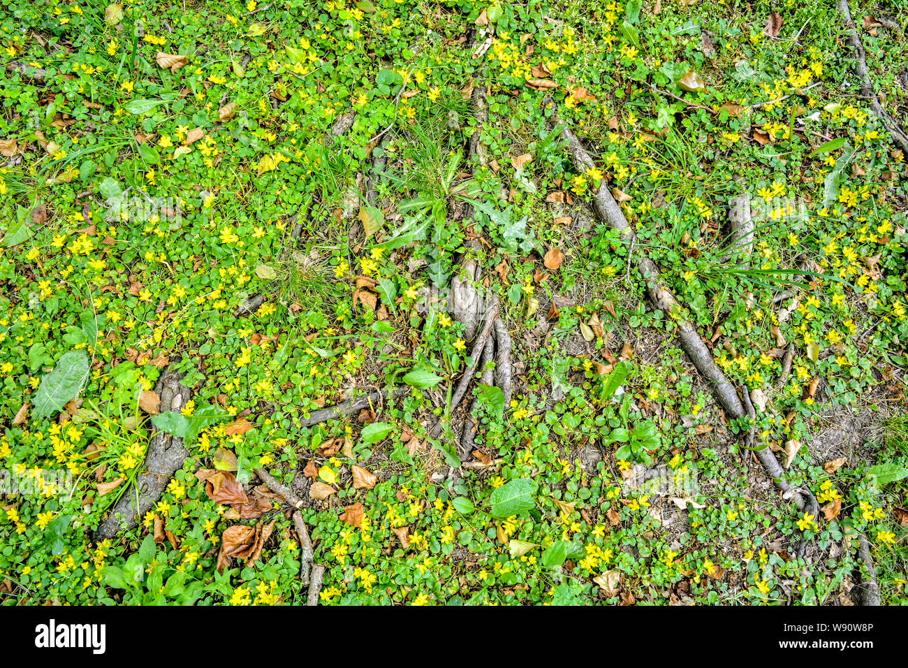 The natural detailed surface of forest soil ground with sticking out ...
