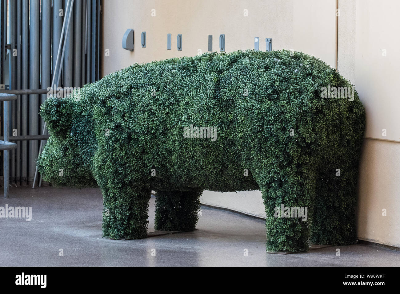 Topiary shaped bush resembles a pig or a bear depending on views angle ...