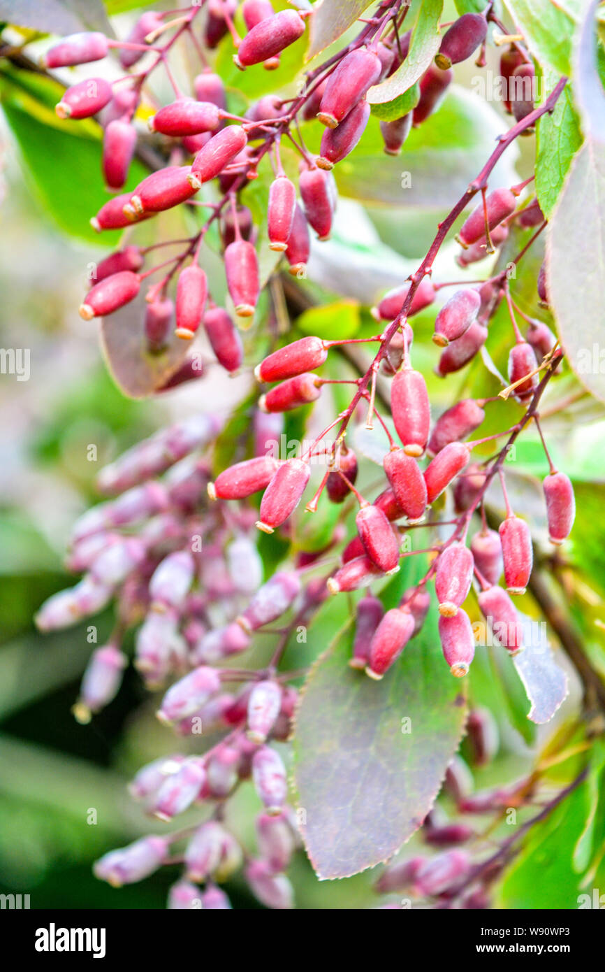 Ripe red berries of barberry on branch close-up. Fructiferous shrub of ...